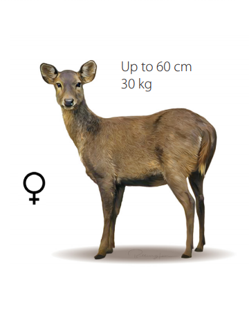 DeerScan > Hog deer in Australia